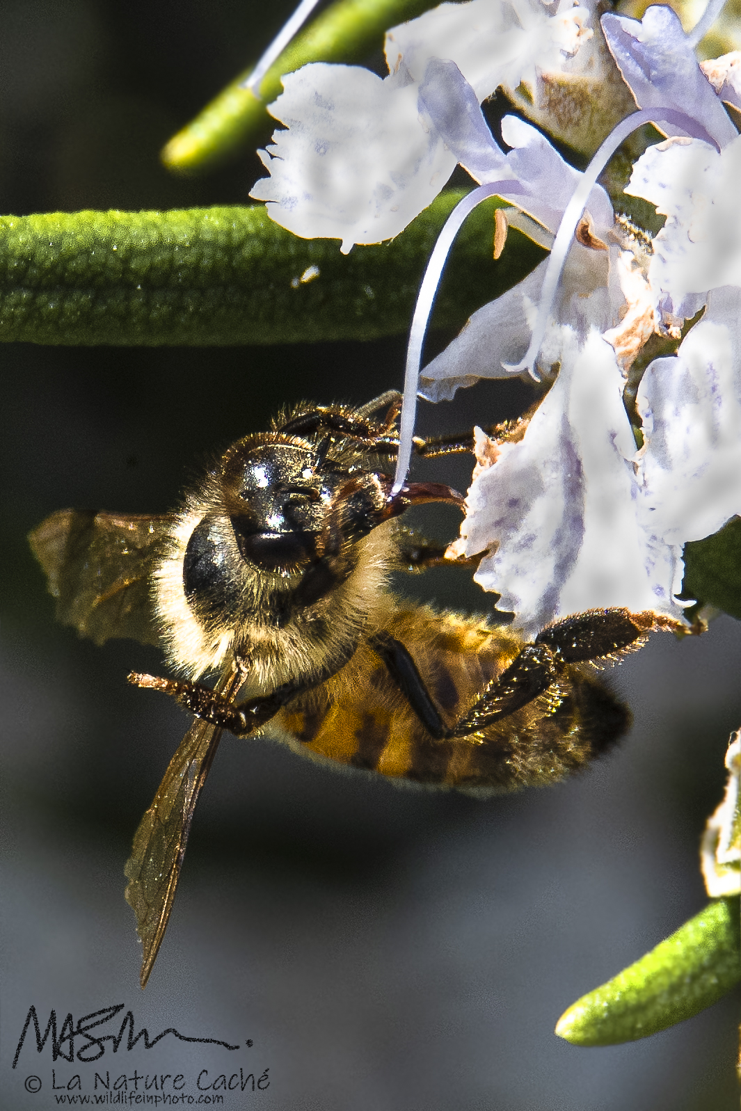 Bees Everywhere – WILDLIFE IN PHOTO
