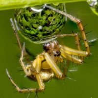 BLOG – WILDLIFE IN PHOTO