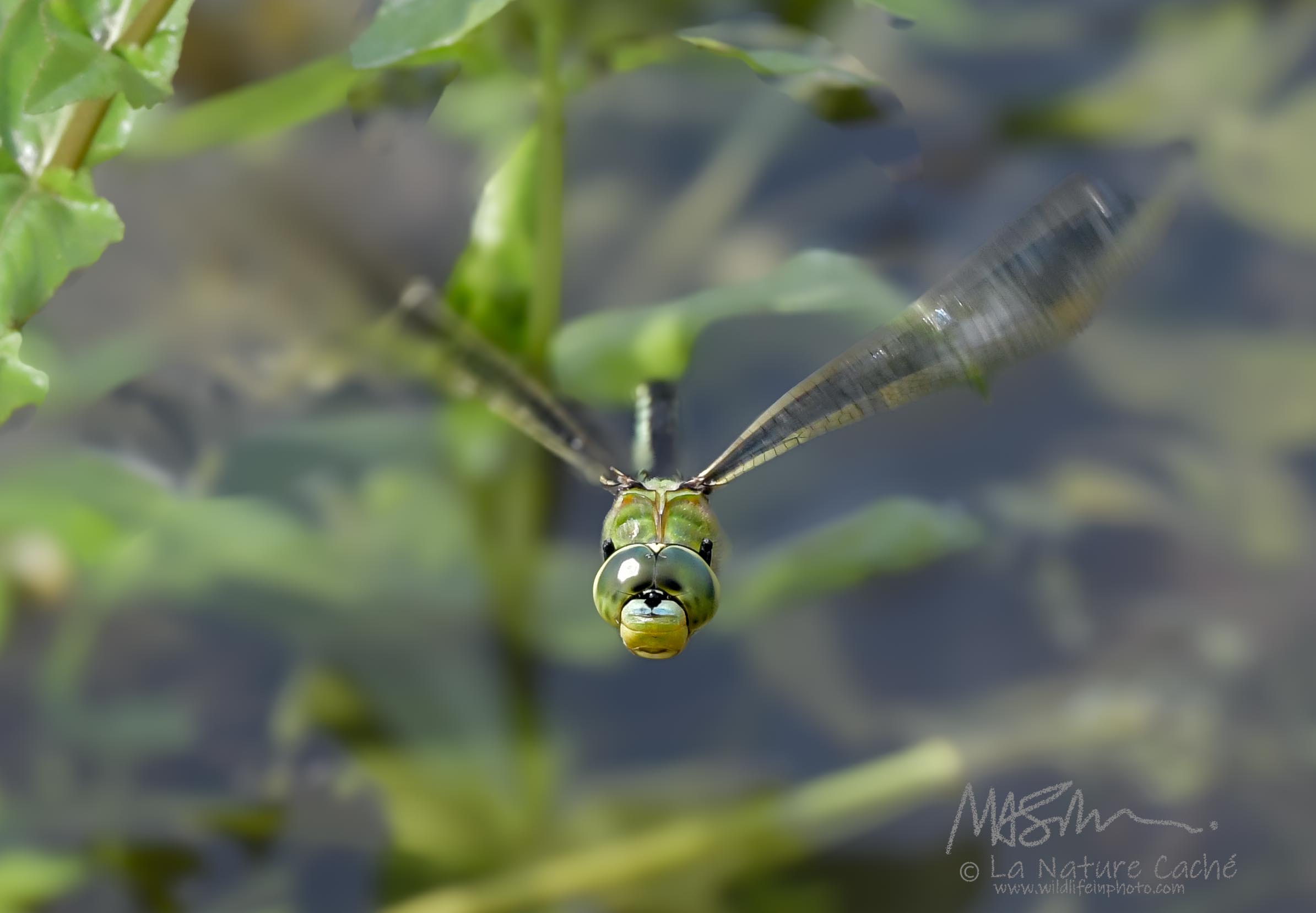 JUST DRAGONFLIES – WILDLIFE IN PHOTO