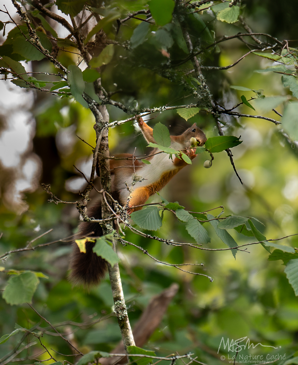 Capturing a Squirrel in Action: Wildlife Photography Tips – WILDLIFE IN ...